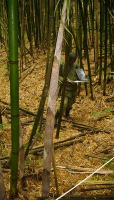 A Day in the Mgahinga Bamboo Forest - Mgahinga Gorilla National Park