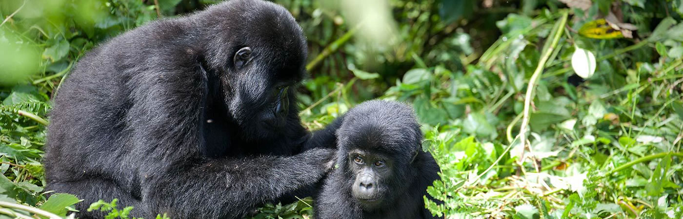 Mgahinga Gorilla National Park: Attractions, Activities & Travel Guide