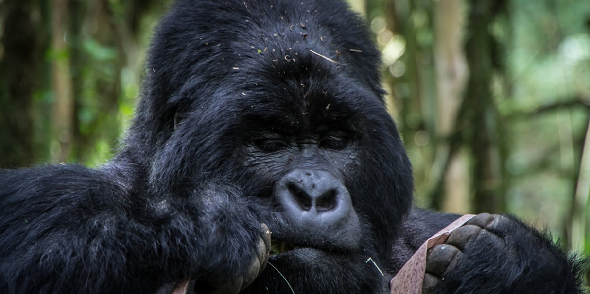 Mgahinga Gorilla National Park: Attractions, Activities & Travel Guide